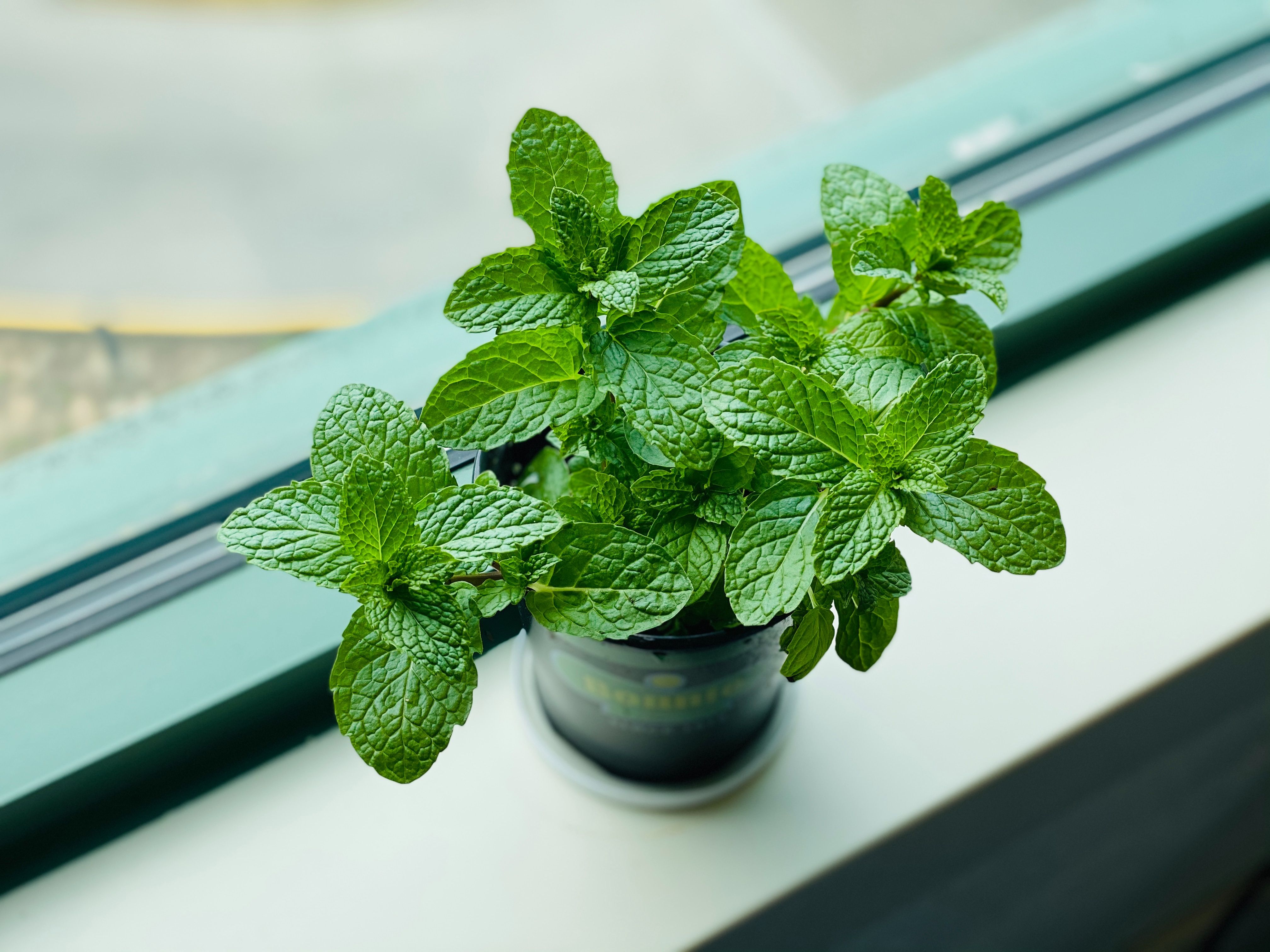 Mint Plant Care Guide Grow Fresh Mint At Home Do s And Don ts